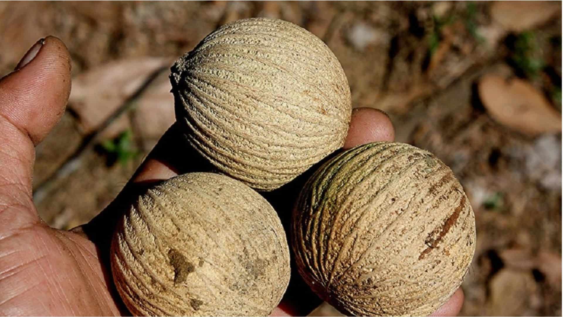 Kopi Kesihatan Diperkaya Dengan Buah Kulim & Sacha Inchi